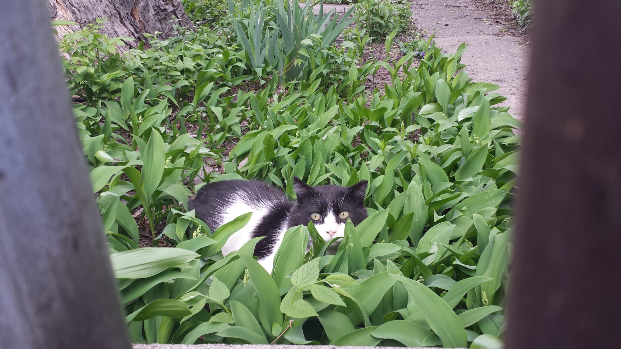 Learn More About Outdoor and Feral Cats - Cats in Action
