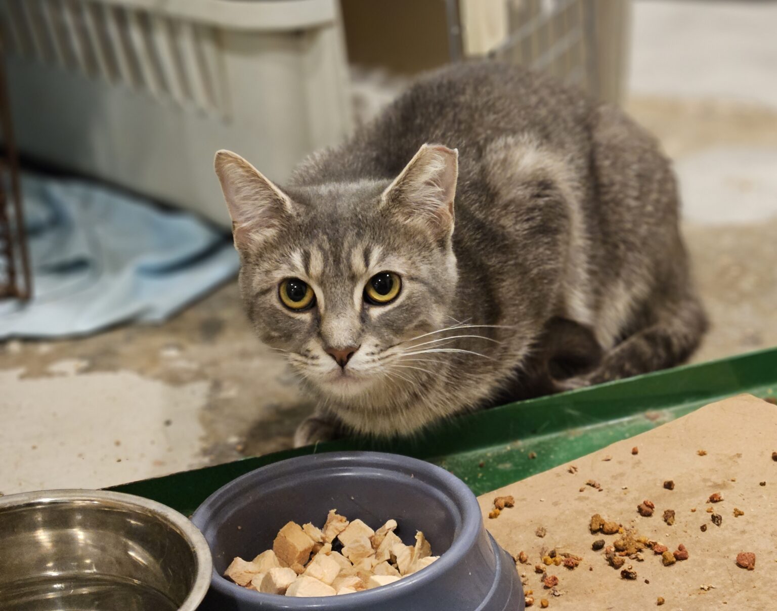 Pet Food Pantries in the Chicago Area - Cats in Action