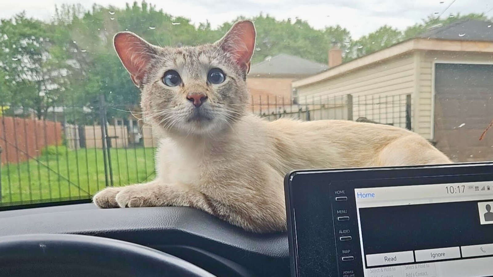 Vehicle Donation Program - Cats in Action